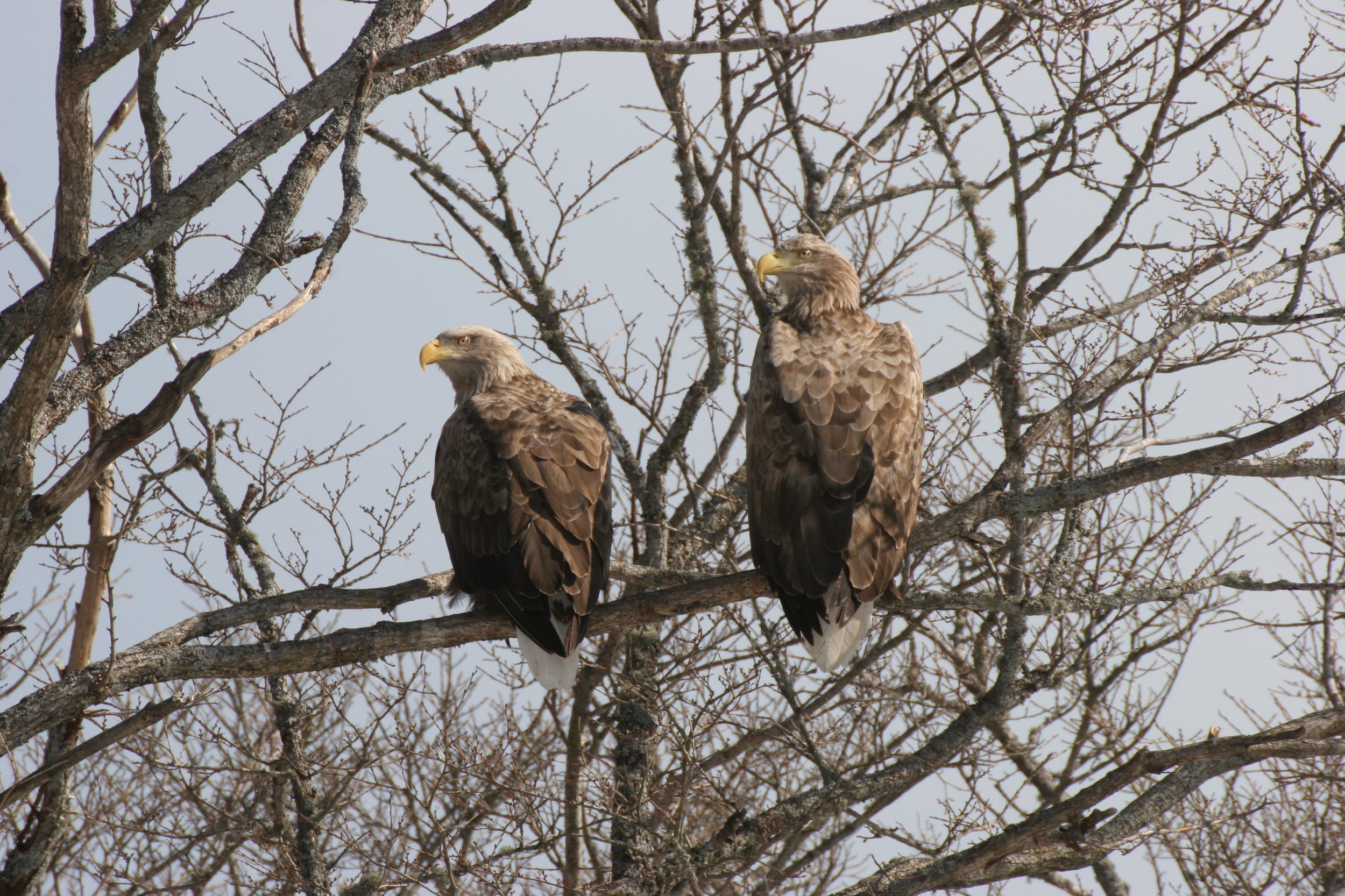 Study finds European breeding birds respond only slowly to recent ...