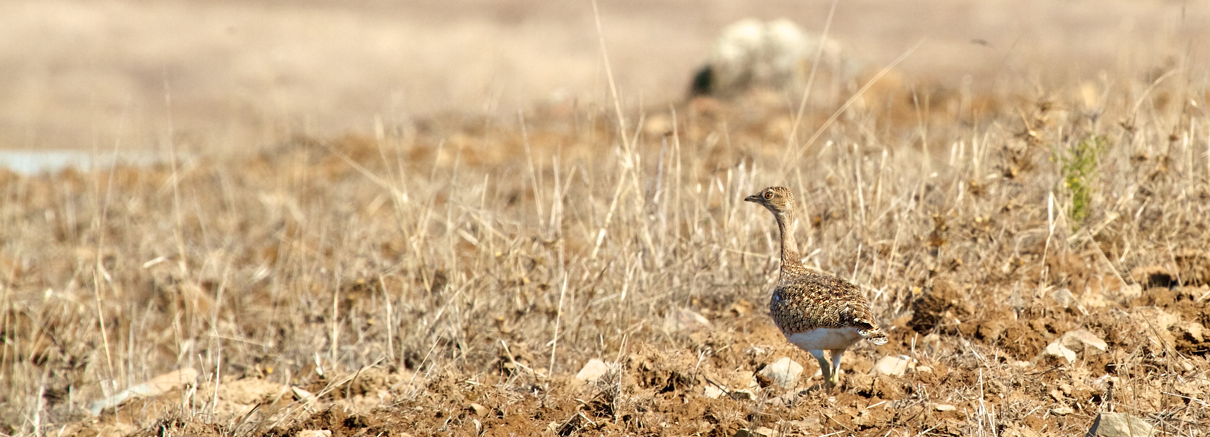 Ongoing major collapse of the Portuguese little bustard breeding ...