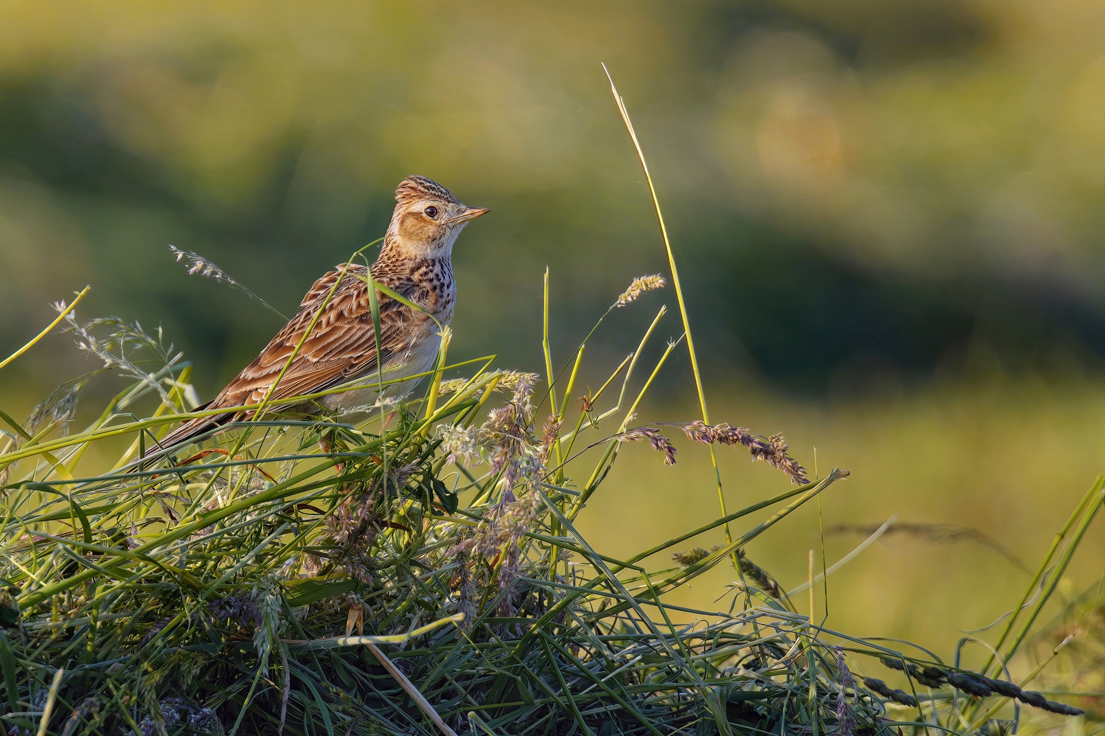 New publication on population estimates! Improving national bird ...